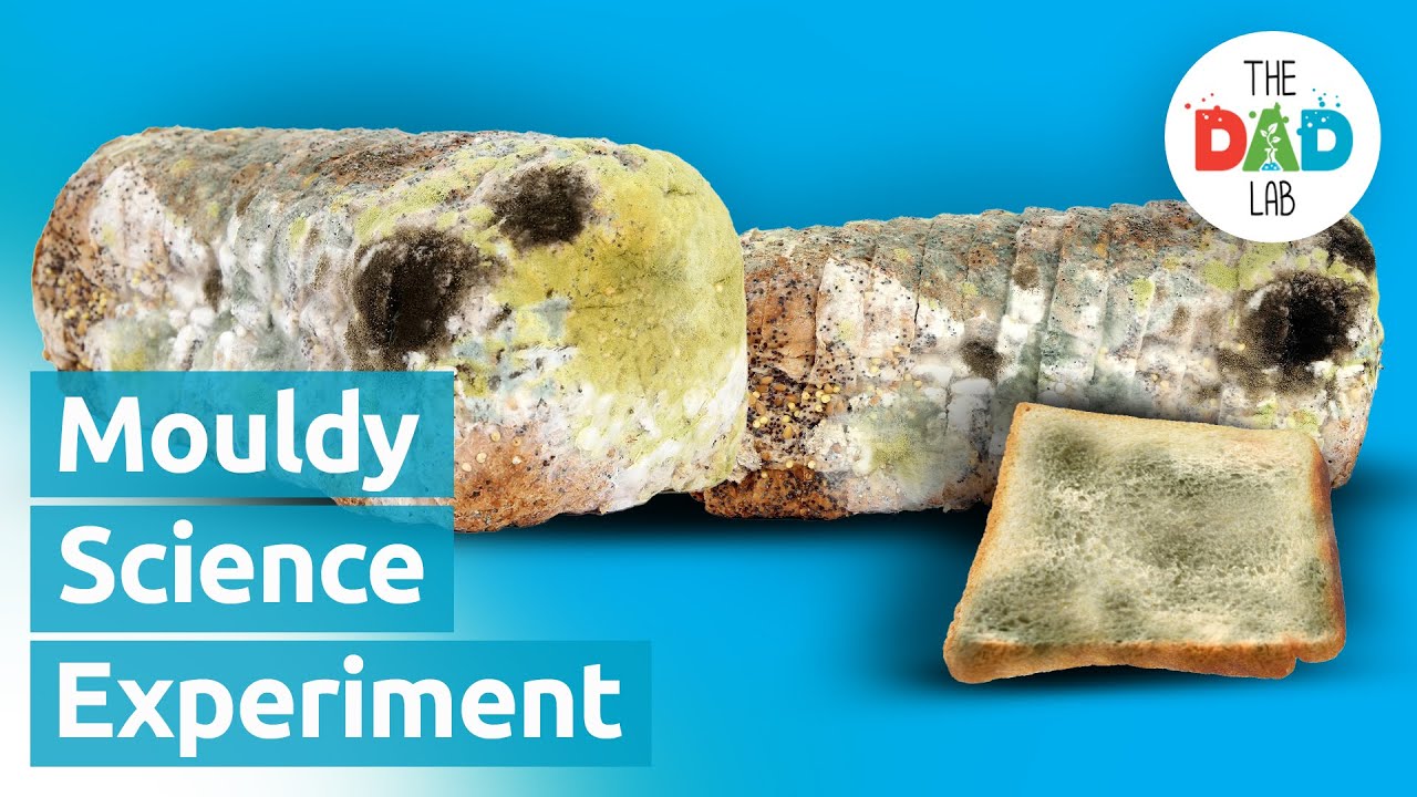 Mouldy Bread Science Experiment