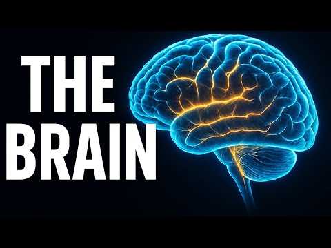 The Brain 🧠