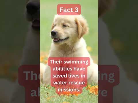 3 Facts Golden Labrador Retrievers! 🐕✨ #goldenlabrador #labrador #dog #puppy #retriever