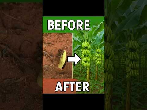 How to grow banana at home 🍌