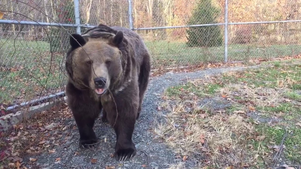 Bear teeth