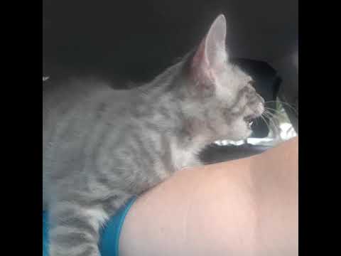 A co pilot cat