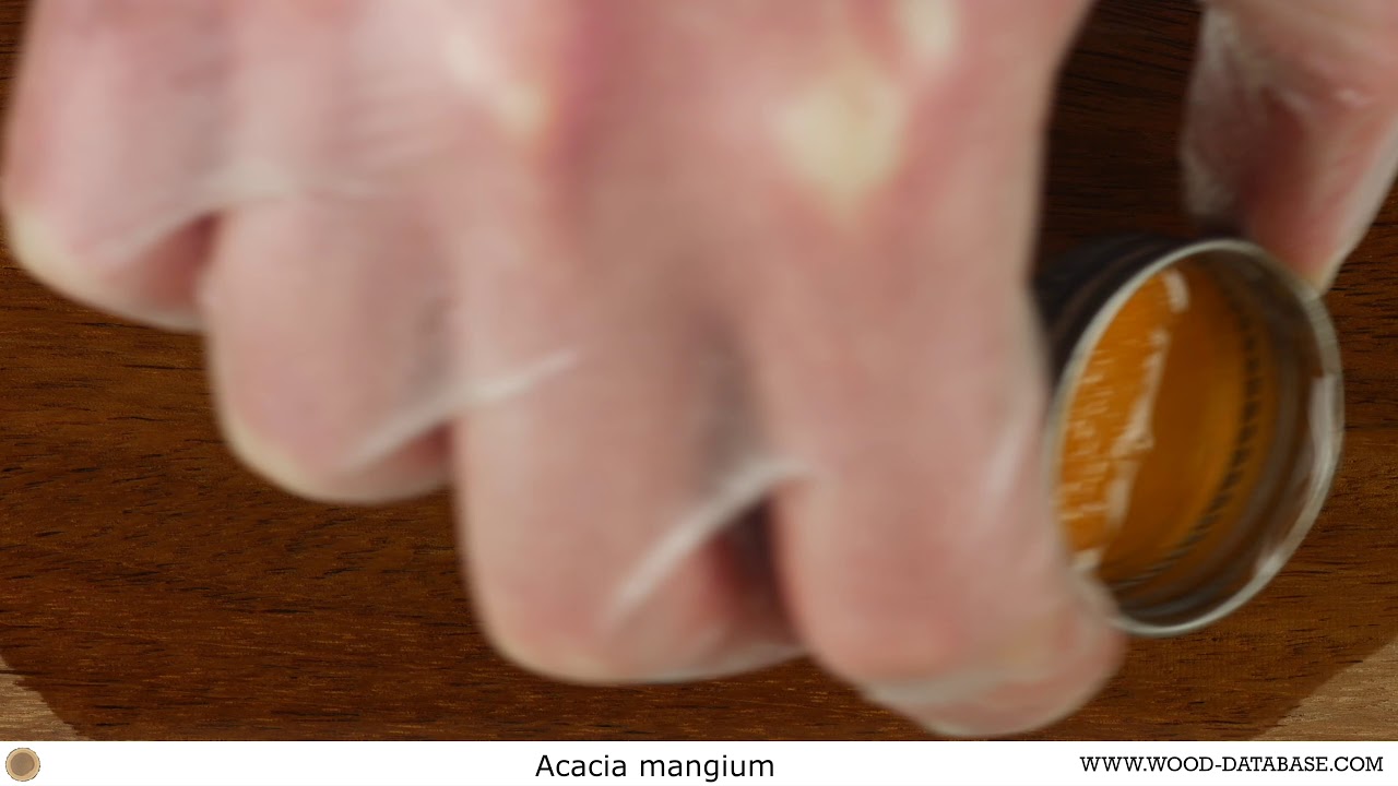 Mangium (Acacia mangium)