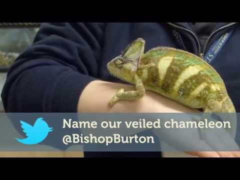 Name our veiled chameleon ~ Bishop Burton College