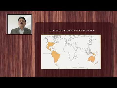 4 Classification of mammals 1