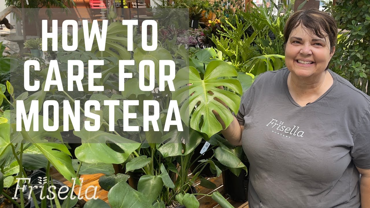 Monstera - Split Leaf Philodendron // Frisella Nursery