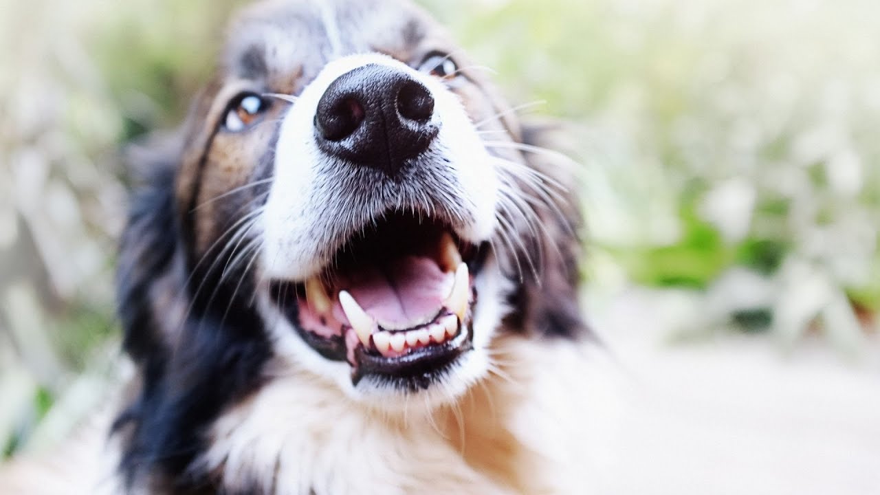 What is the Border Collie's Bite Force?