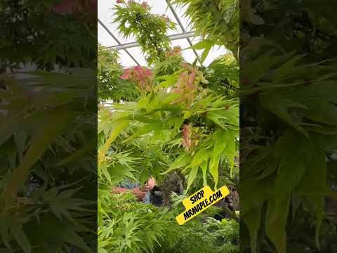Original ‘Mayday’ with Seed! Rare Dwarf Japanese Maple MrMaple.com #gardening #mrmaple #gardening