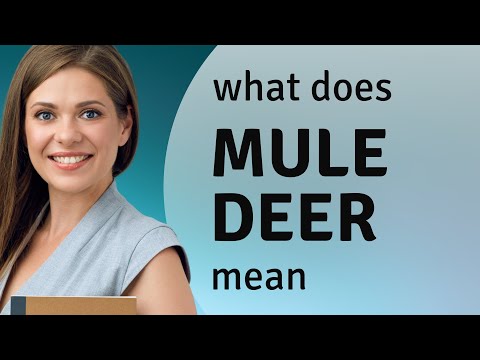 Mule deer — MULE DEER meaning