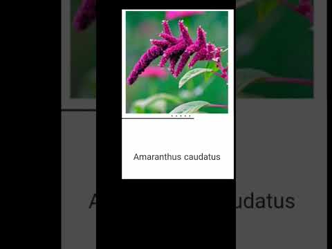 Amaranthus caudatus|Learning the names of flowers along with their pictures and pronunciation