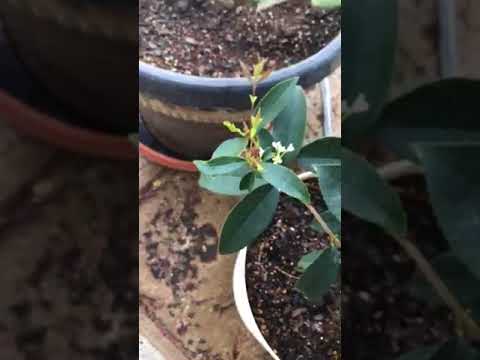 Sweet Olive (osmanthus fragrans)