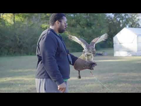 Falconry with “Sashimi” Redtail Hawk Ninth Day Falconry Creance Training