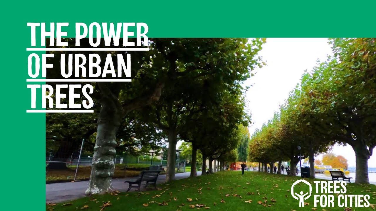 The power of urban trees