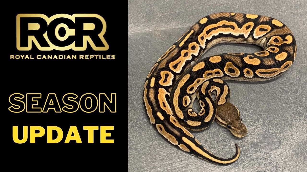 Ball Python Season Update!! RCR