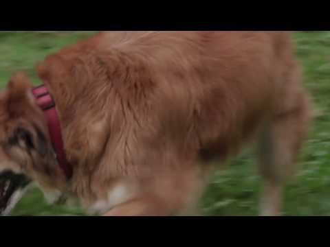 Puna's Acti-Stem Cell Treatment | Ardent Animal Health
