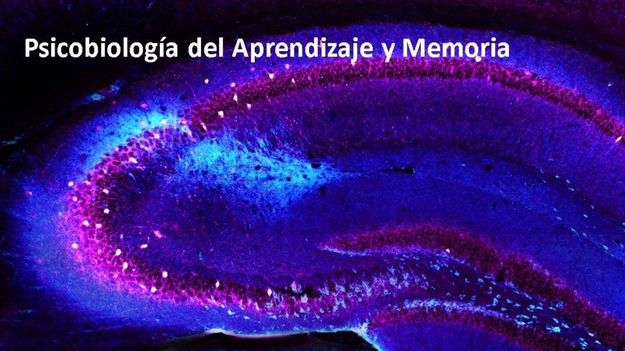 Clase Aprendizaje y Memoria
