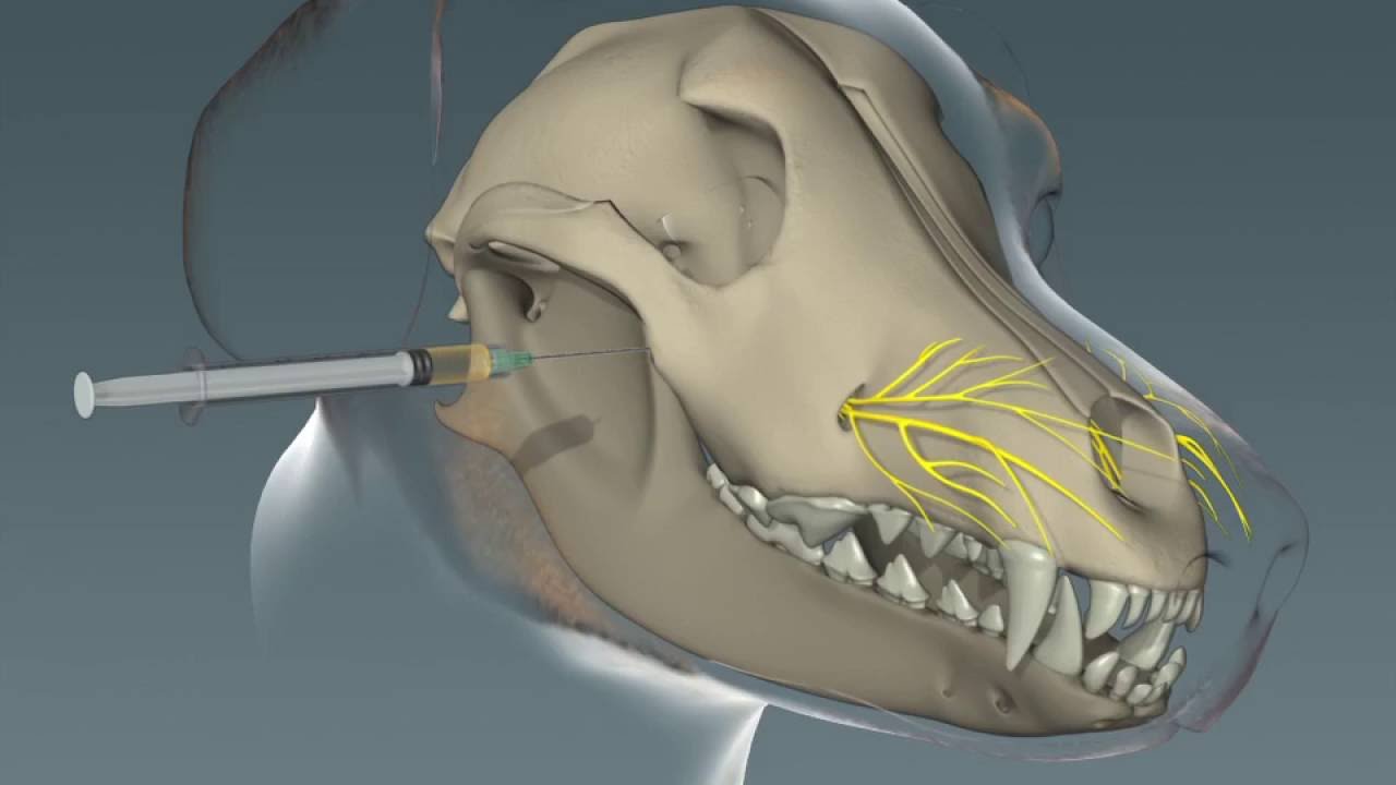 Maxillary Nerve Block in Canines