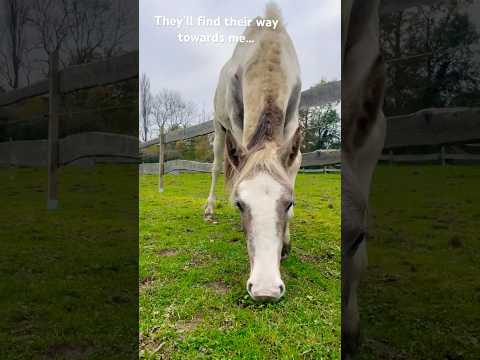 I Turned My Equestrian Dreams Into Reality (by living with them side by side!)