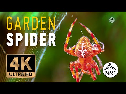 Αράχνη με Σταυρό | The European garden spider Araneus diadematus in 4K