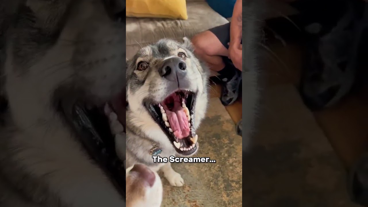 #dog Who do YOU choose? Back by popular demand 🗣️🎶🎶🎶🎶 . . #huskylife #howle