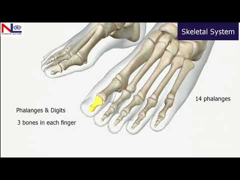 Introduction to Skeletal System In Hindi | Nursing Lecture
