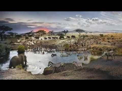 Chasing History: Tales of the Dino Dude Ranch - The 8-Foot Dinosaur Rib