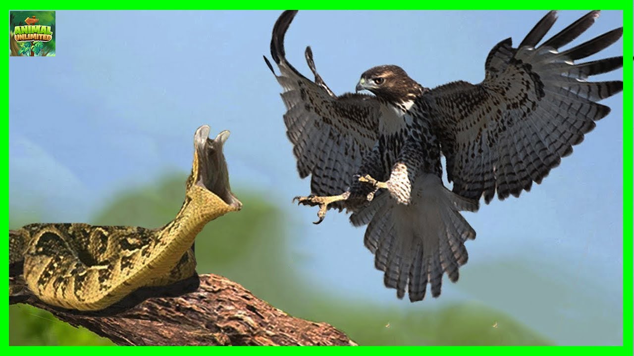 14 CRAZY Hawk Attacks You Won't Believe Were Caught On Camera