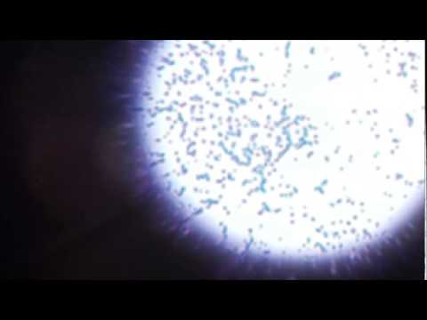 M. Luteus, and Staphylococcus aureus