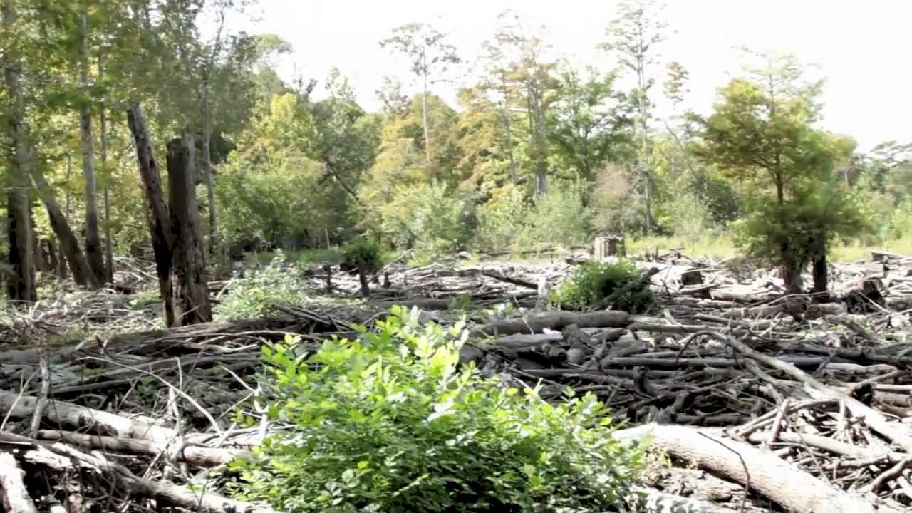 Our Forests Aren't Fuel: Wetlands Up in Smoke