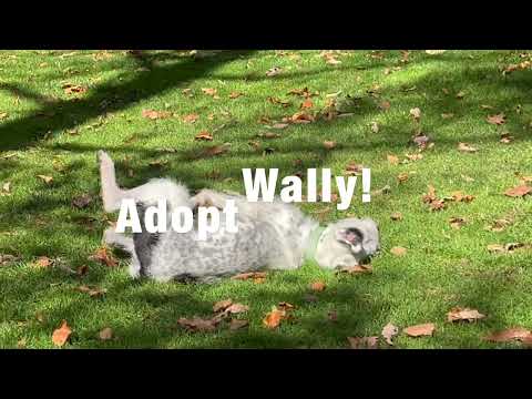 Dog for adoption - Wally Walnuts (tennis ball included), a Dalmatian ...