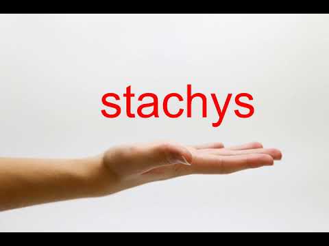 How to Pronounce stachys - American English
