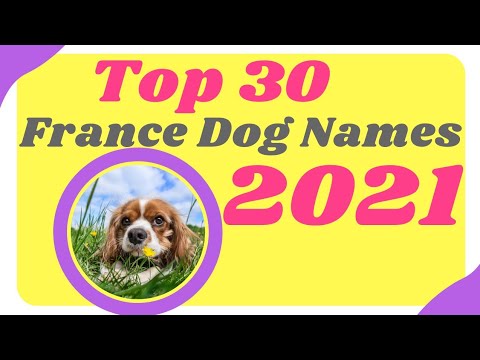 Top 30 Best French Dog Names With Meaning 2021 ! Unique Dog Names ! Best Pet Names