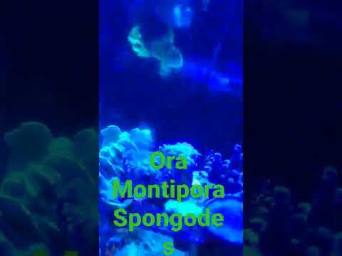 sps corals ORA montipora spongodes reef aquarium corals stony corals encrusting