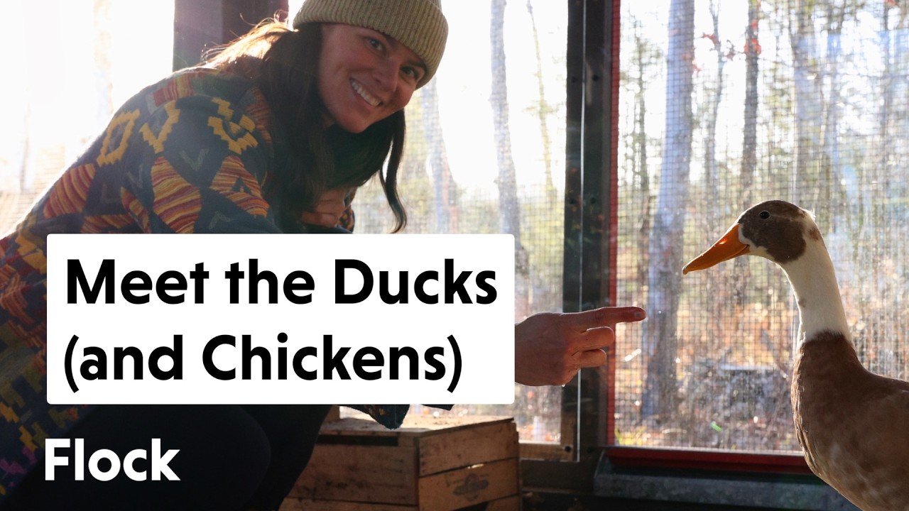 We Built a CHICKEN COOP—and Got DUCKS?!? — Ep. 343