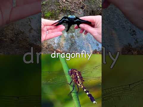 Learn Insect Bug Names for Babies Kids at the Stream: Butterfly Praying Mantis #SpringOnYouTube