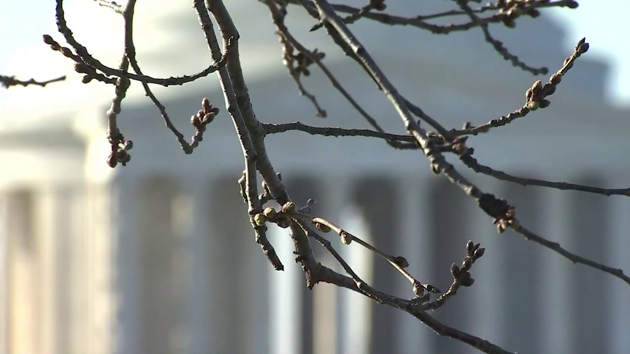 DC’s cherry blossoms closer to peak bloom