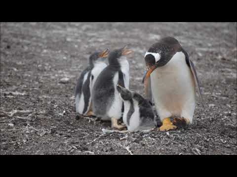 Bluff Cove Penguin Rookery