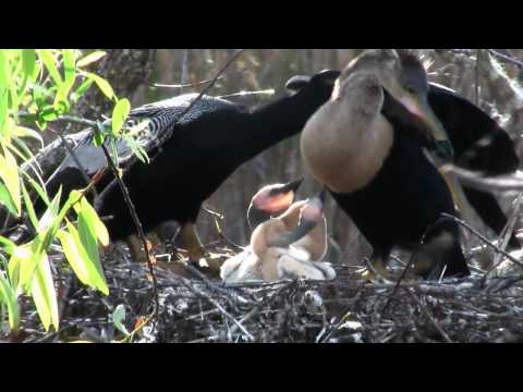 Anhinga- Designed for Survival