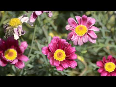 tuinbloemen.mpg
