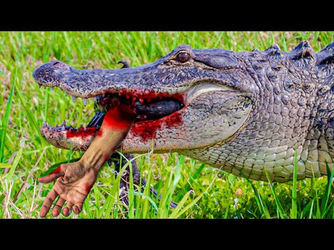 7 Deadliest Land Animals in the World! **GRAPHIC CONTENT**