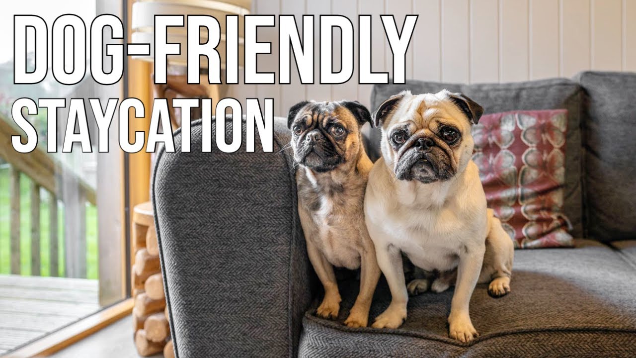 Dog-Friendly Staycation | Burnbake Forest Lodges