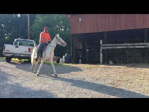 Sold 103- 11/12 yr old 15.1H cremello TWH mare $1350