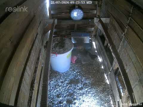 Grandpa's Feeders Automatic Chicken Feeder must buy!!!!
