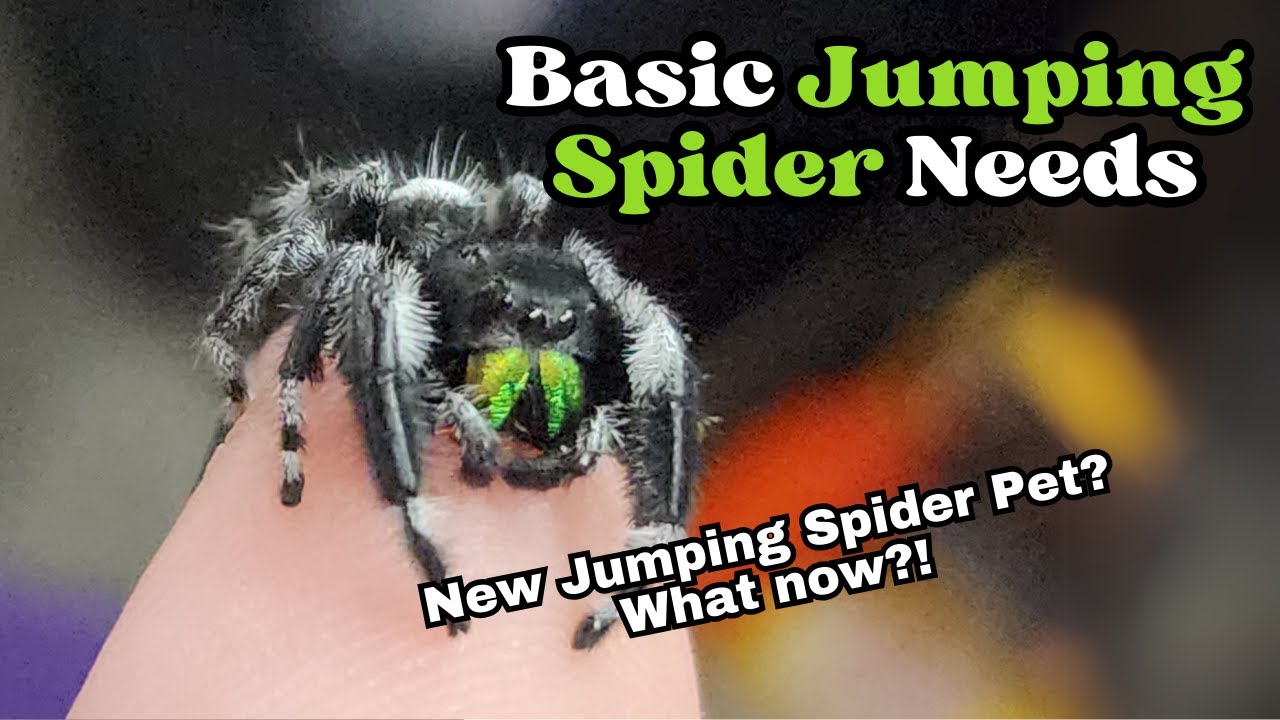 Got a new Jumping Spider? Basic Care Guide for Beginners!