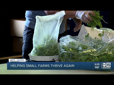 A local farm CO-OP helps keep small farms in Arizona in business