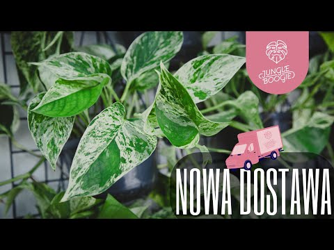 Hoye, pnącza, rzadkie Alokazje. Bujna, wiosenna dostawa 🌸 - Jungle Boogie