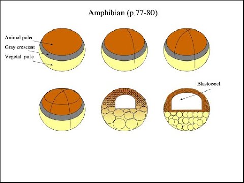 Development of amphibins# Blastulation in amphibians