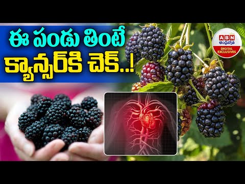 BLACK BERRY : ఈ పండు తింటే క్యాన్సర్కి చెక్..! | Cancer | ABN Digital Exclusives