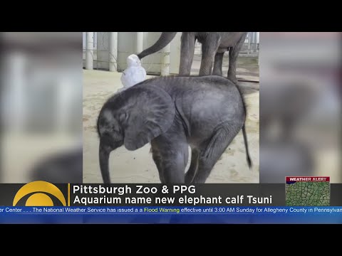 Introducing Tsuni: Pittsburgh Zoo Names Adorable Baby Elephant