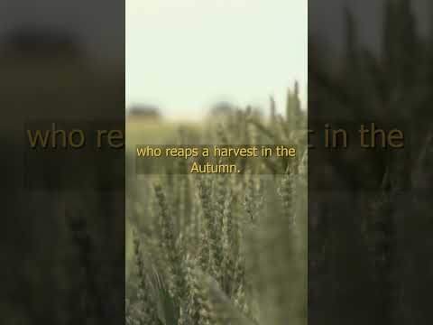 Quote: It is only the farmer who faithfully plants seeds in the Spring --BC Forbes #Shorts